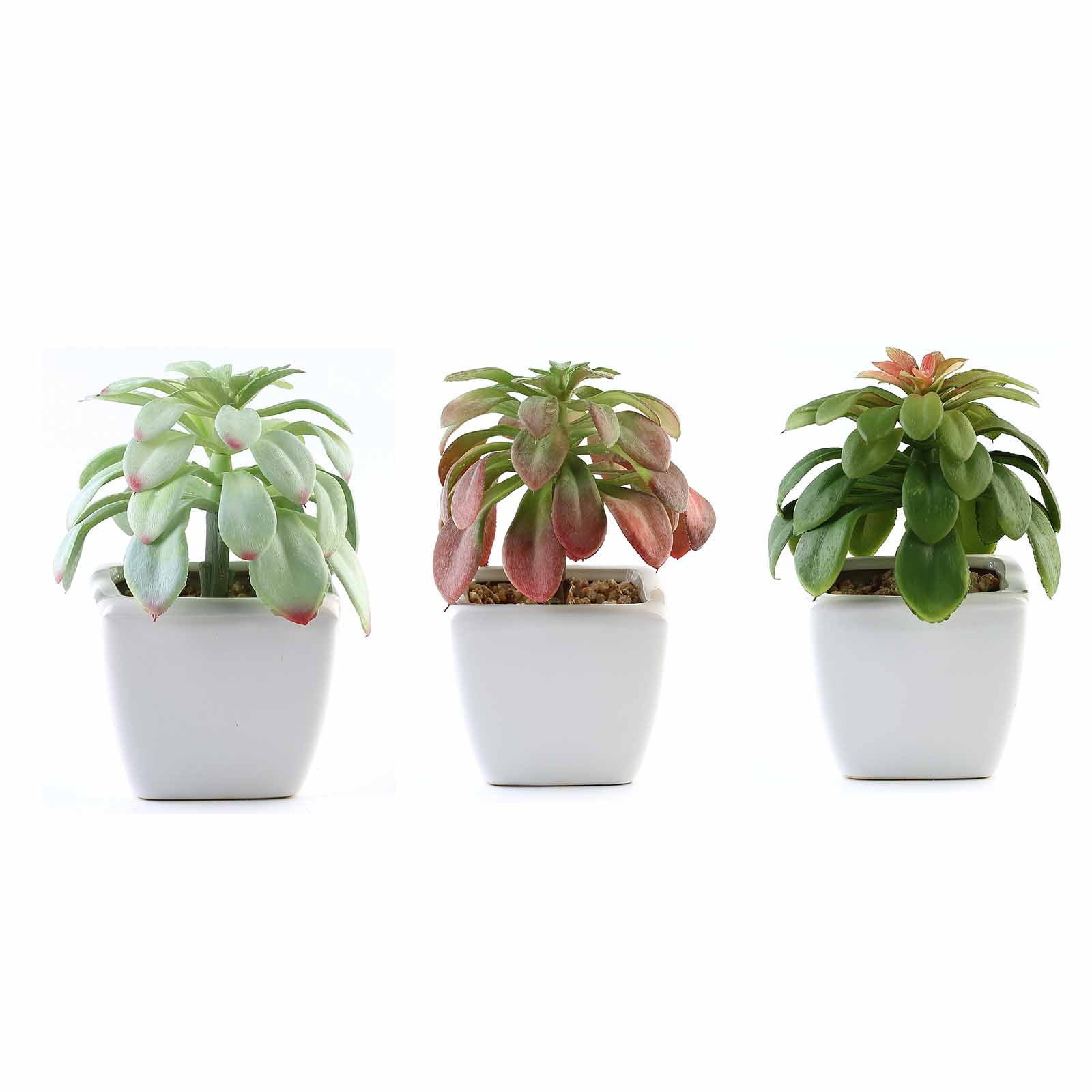 5" Ceramic Planter Pot & Succulent Plants | tcflinen.com